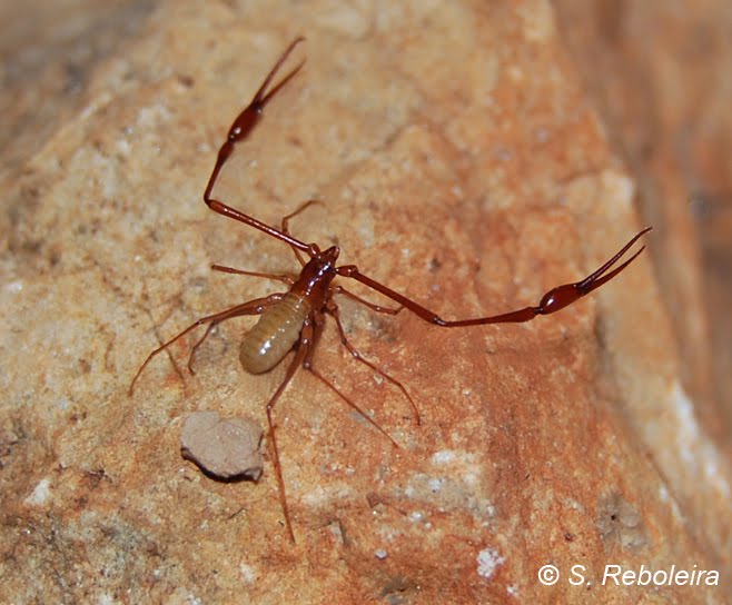NEUA - Mais duas novas espécies cavernícolas